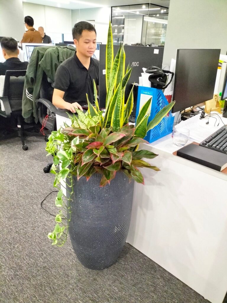 Bộ Chậu Phát Tài Phát Lộc (5 Cây) Giá Rẻ, Có Giao Tận Nơi | Cây Xanh US