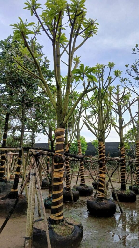 Cây Saboche Mexico Giá Rẻ, Có Giao Tận Nơi | Cây Xanh US