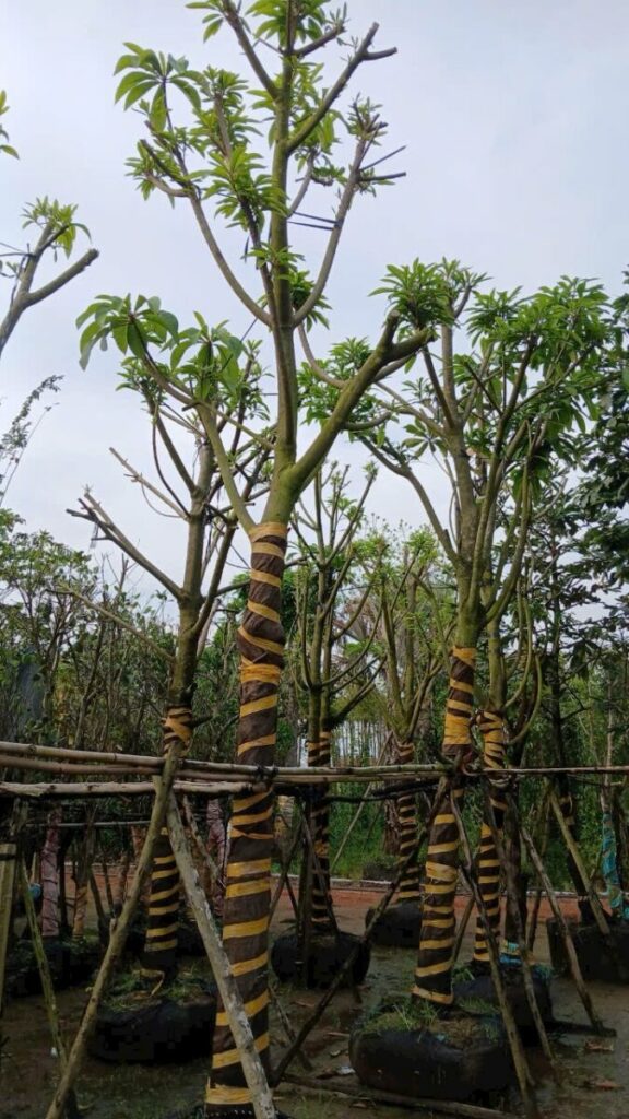 Cây Saboche Mexico Giá Rẻ, Có Giao Tận Nơi | Cây Xanh US