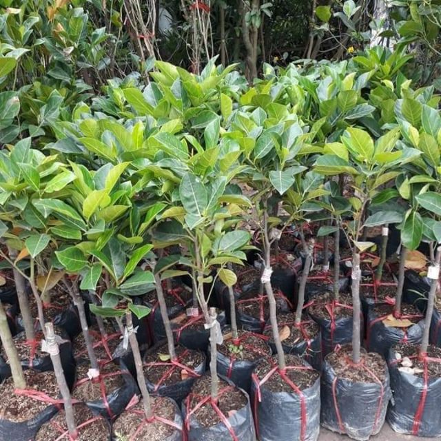 🌿BÁN, CUNG CẤP CÂY GIỐNG ĂN TRÁI CHẤT LƯỢNG TẠI ĐẤT ĐỎ - BÀ RỊA VŨNG ...